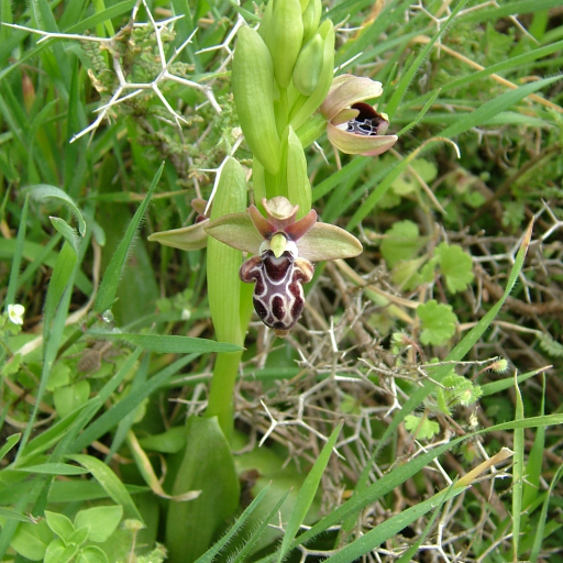 Cyprus Bee Orchid (Ophrys Kotschyi) Plant Care & How to Grow, Water