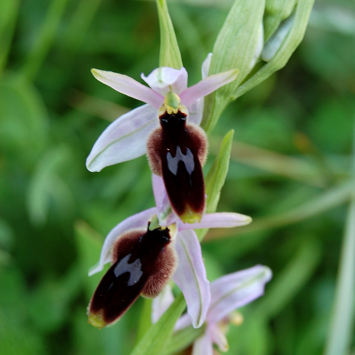 Cresent Ophrys (Ophrys Lunulata) Plant Care & How to Grow, Water