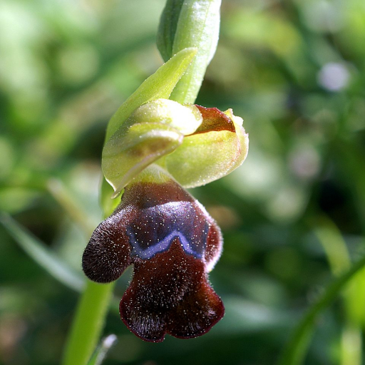 Ophrys Omegaifera Plant Care & How to Grow, Water