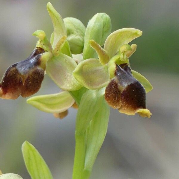 Ophrys × Pseudospeculum Plant Care & How to Grow, Water