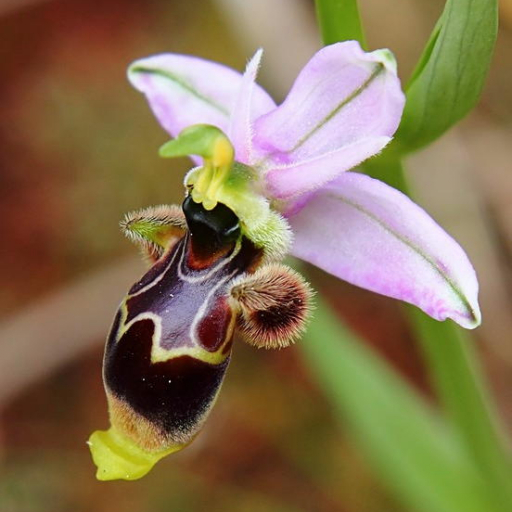 Woodcock Bee-orchid (Ophrys Scolopax) Plant Care & How to Grow, Water