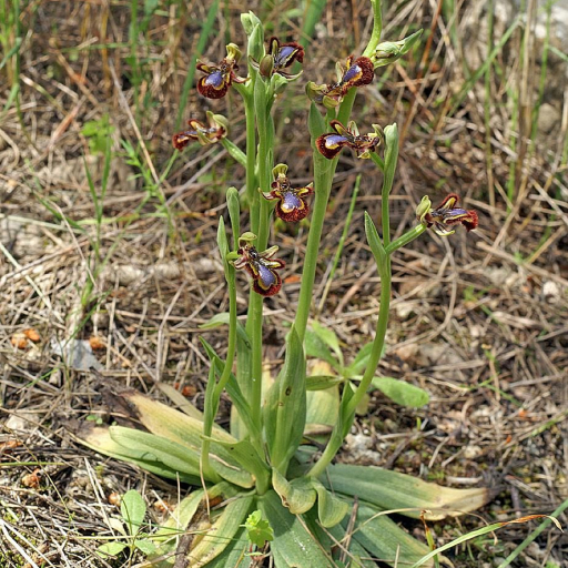 Looking-Glass Orchid (Ophrys Speculum) Plant Care & How to Grow, Water