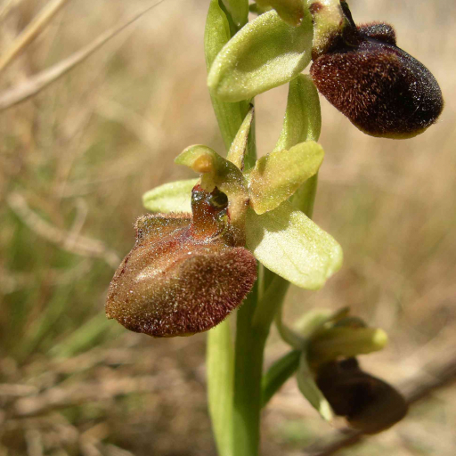 Early Spider Orchid (Ophrys Sphegodes) Plant Care & How to Grow, Water