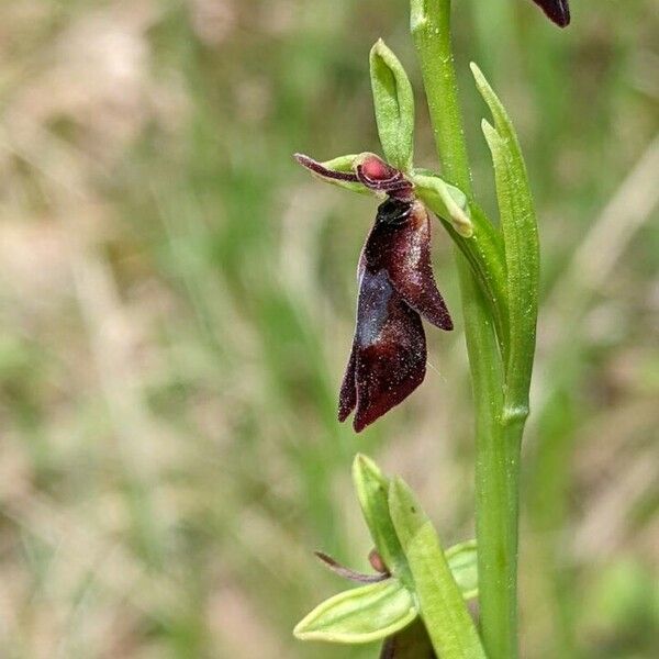 Ophrys X Hybrida Care Guide: Water, Soil & Propagation - Plantiary