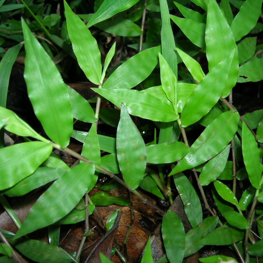 Basketgrass (Oplismenus Hirtellus) Plant Care & How to Grow, Water