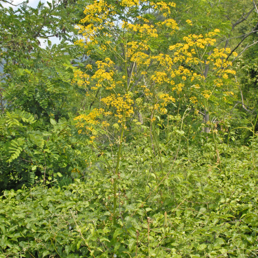 Opopanax Chironius Care Guide: Water, Soil & Propagation - Plantiary