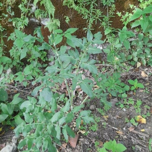 Opopanax Hispidum Plant Care & How to Grow, Water
