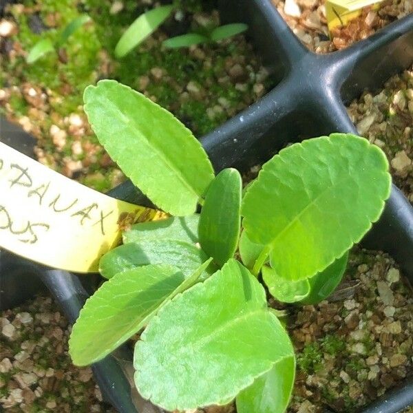 Hercules' Woundwort (Opopanax Hispidus) Care Guide: Water, Soil ...