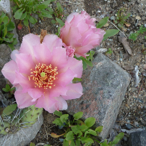 Golden Prickly Pear (Opuntia Aurea) Plant Care & How to Grow, Water