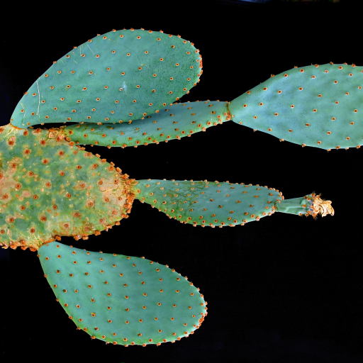 Kingman's Prickly-Pear Cactus (Opuntia Azurea) Plant Care & How to Grow ...