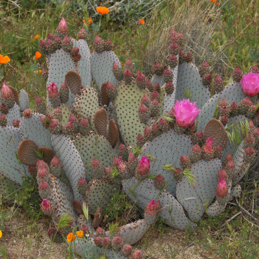 Beavertail Pricklypear (Opuntia Basilaris) Plant Care & How to Grow, Water
