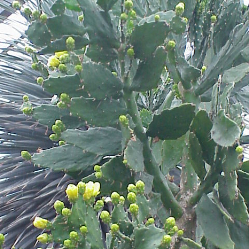 Brazilian Prickly Pear (Opuntia Brasiliensis) Plant Care & How to Grow ...