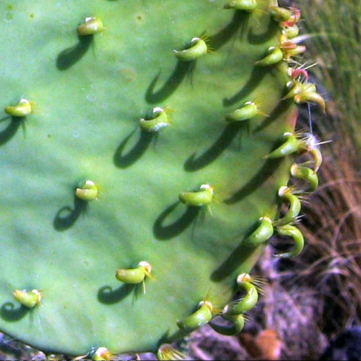 Prickly Pear Cactus (Opuntia Cacanapa) Plant Care & How to Grow, Water