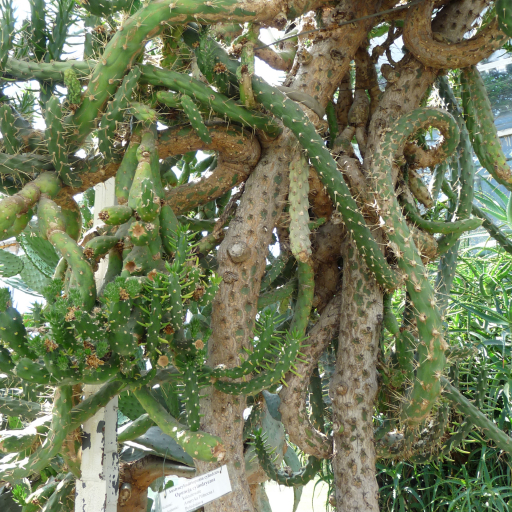 Cane Cactus (Opuntia Cylindrica) Plant Care & How to Grow, Water