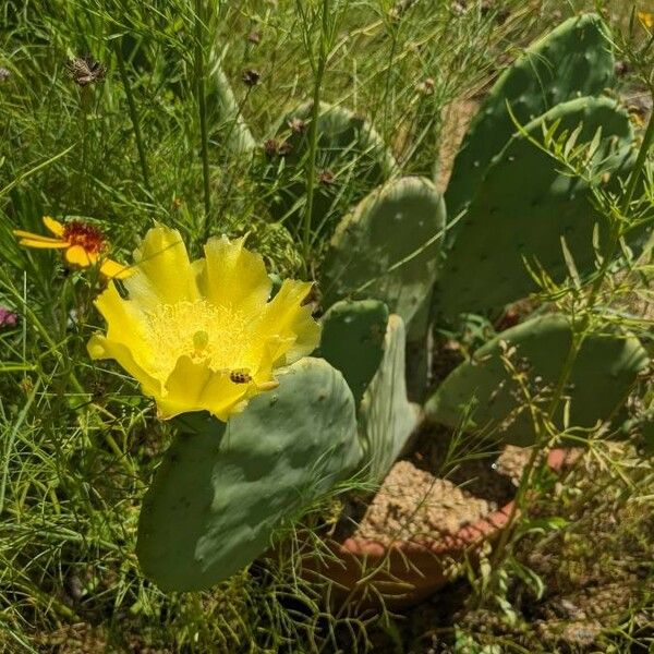 Texas Blue Pricklypear (Opuntia Ellisiana) Plant Care & How to Grow, Water