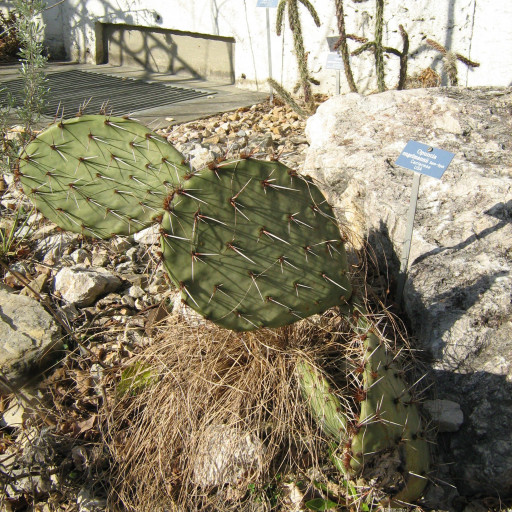 Prickly Pear (Opuntia Engelmannii) Plant Care & How to Grow, Water