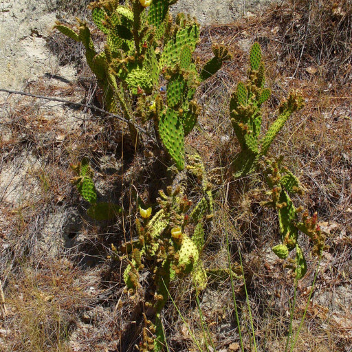 Prickly Pear Cactus (Opuntia Ficus-indica) Plant Care & How to Grow, Water