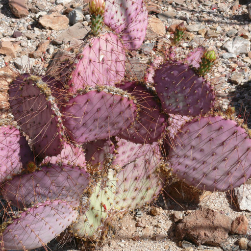 Violet Prickly Pear (Opuntia Gosseliniana) Plant Care & How to Grow, Water