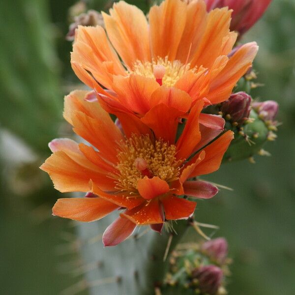 Red Prickly Pear (Opuntia Lasiacantha) Care Guide: Water, Soil ...