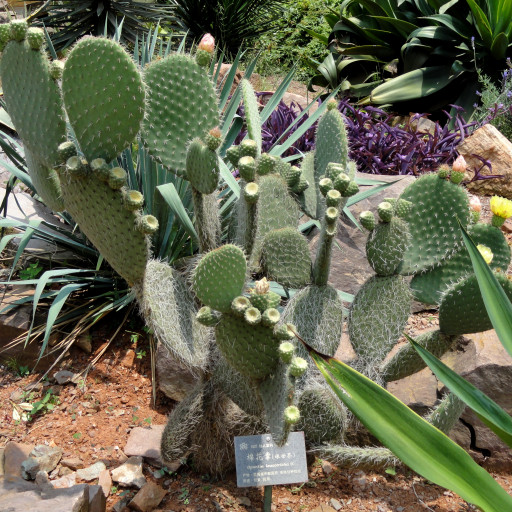 Arborescent Pricklypear (Opuntia Leucotricha) Plant Care & How to Grow ...