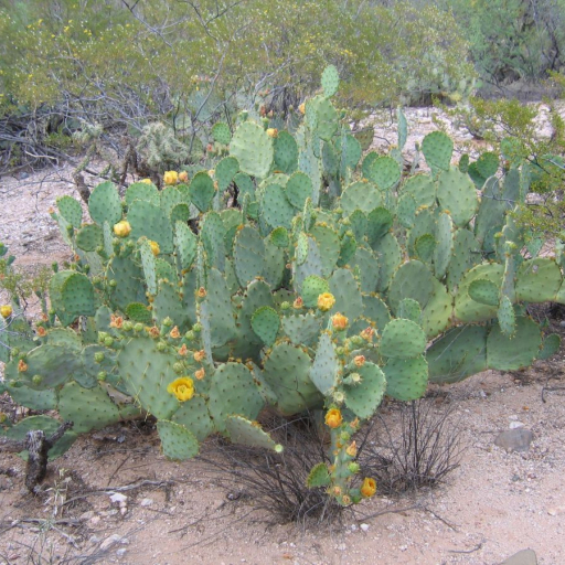 Texas Pricklypear (Opuntia Lindheimeri) Plant Care & How to Grow, Water