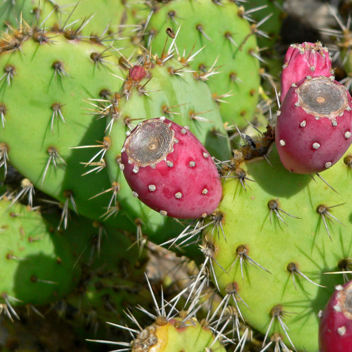 Coastal Pricklypear (Opuntia Littoralis) Plant Care & How to Grow, Water