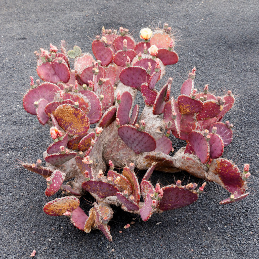 Long-Spined Purplish Prickly Pear (Opuntia Macrocentra) Plant Care ...