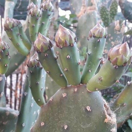 Indian Fig Opuntia (Opuntia Megacantha) Plant Care & How to Grow, Water