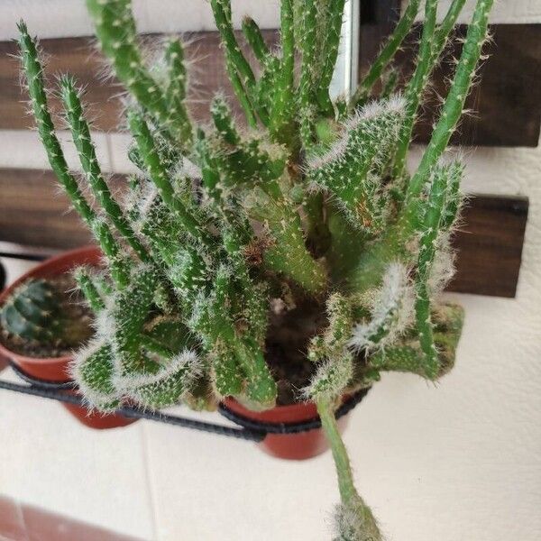 Drooping Prickly Pear (Opuntia Monacanthos) Plant Care & How to Grow, Water