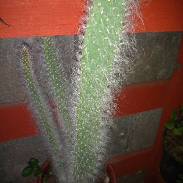 Western Pricklypear (Opuntia Orbiculata) Plant Care & How to Grow, Water