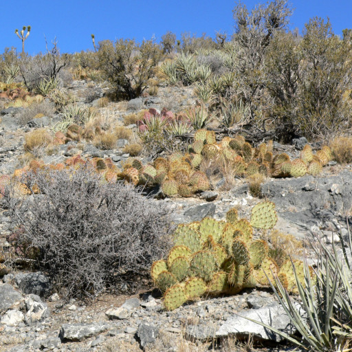 Tulip Prickly Pear (Opuntia Phaeacantha) Plant Care & How to Grow, Water