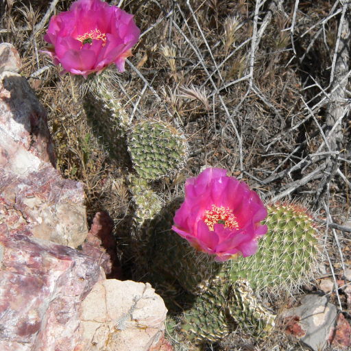 Cliff Prickly-Pear (Opuntia Polyacantha) Plant Care & How to Grow, Water