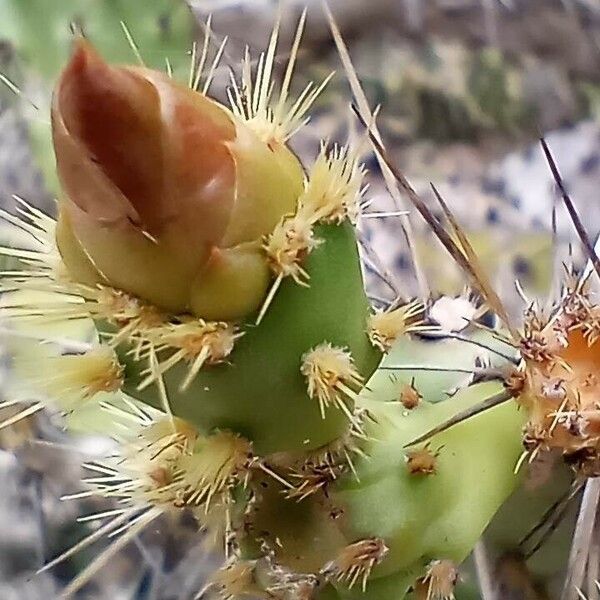 Opuntia Pubescens Plant Care & How to Grow, Water