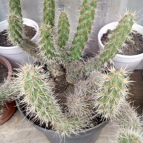 Opuntia Pycnantha Plant Care & How to Grow, Water