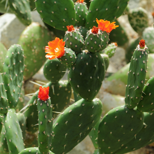 Red Buttons Opuntia (Opuntia Quitensis) Care Guide: Water, Soil ...