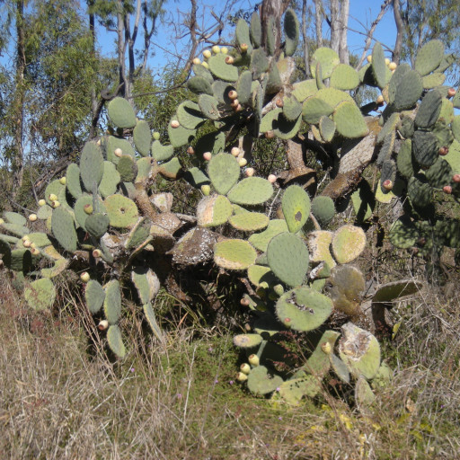 Nopal Tapon (Opuntia Robusta) Plant Care & How to Grow, Water