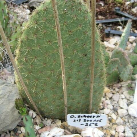 Opuntia Scheeri Plant Care & How to Grow, Water