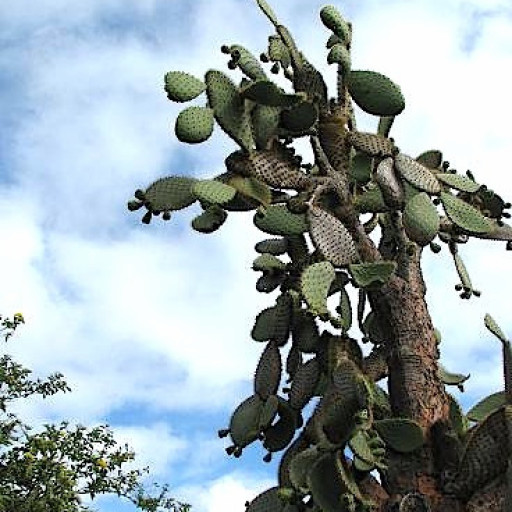 Humilis Cactus (Opuntia Tuna) Plant Care & How to Grow, Water