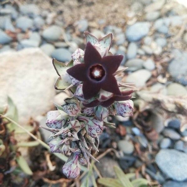 Orbea Decaisneana Plant Care & How to Grow, Water