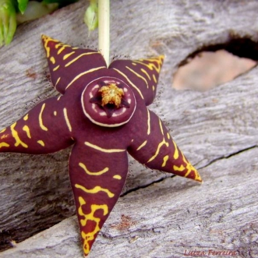 Orbea Halipedicola Plant Care & How to Grow, Water