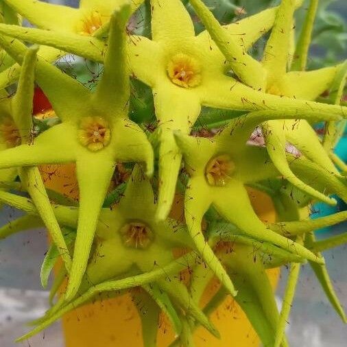 Yellow Carrion Flower (Orbea Lutea) Plant Care & How to Grow, Water