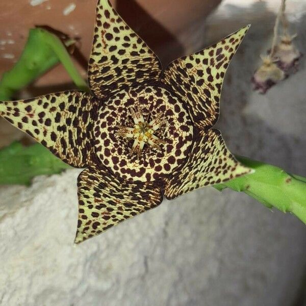 Orbea Mcloughlinii Plant Care & How to Grow, Water