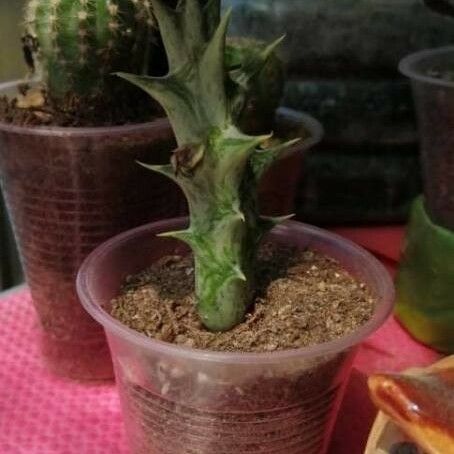 Orbea Speciosa Plant Care & How to Grow, Water