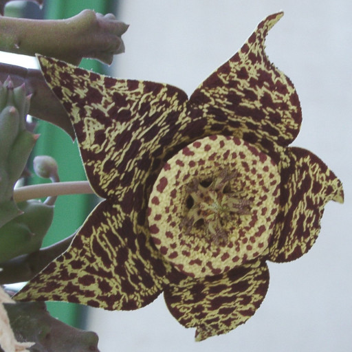 Starfish (Orbea Variegata) Plant Care & How to Grow, Water