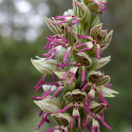 Galilee Orchid (Orchis Galilaea) Care Guide: Water, Soil & Propagation ...