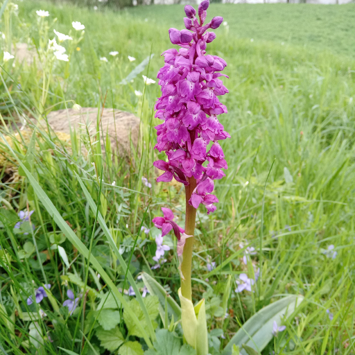 Early-Purple Orchid (Orchis Mascula) Plant Care & How to Grow, Water