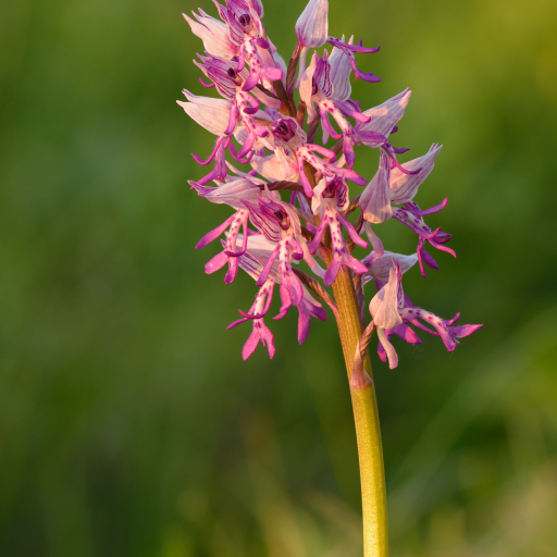 Military Orchid (Orchis Militaris) Plant Care & How to Grow, Water