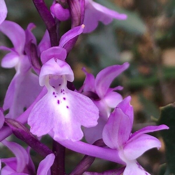 Southern Early-Purple Orchid (Orchis Olbiensis) Plant Care & How to ...