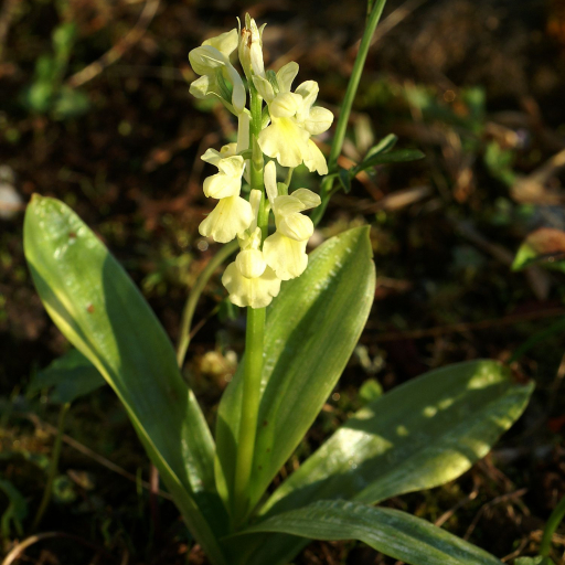 Pale-flowered Orchid (Orchis Pallens) Plant Care & How to Grow, Water