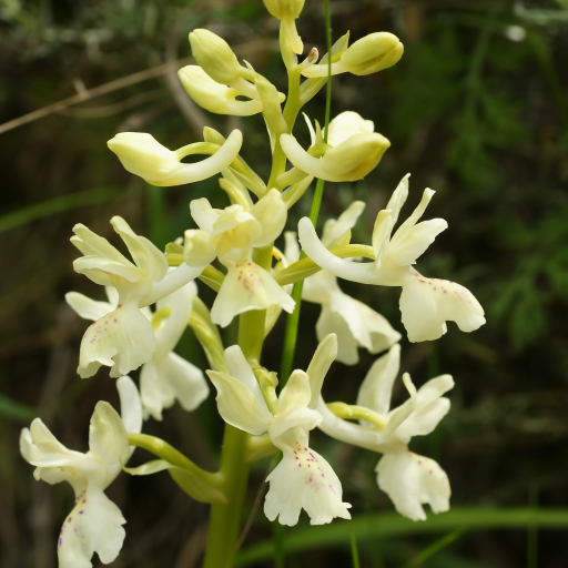 Provence Orchid (Orchis Provincialis) Plant Care & How to Grow, Water